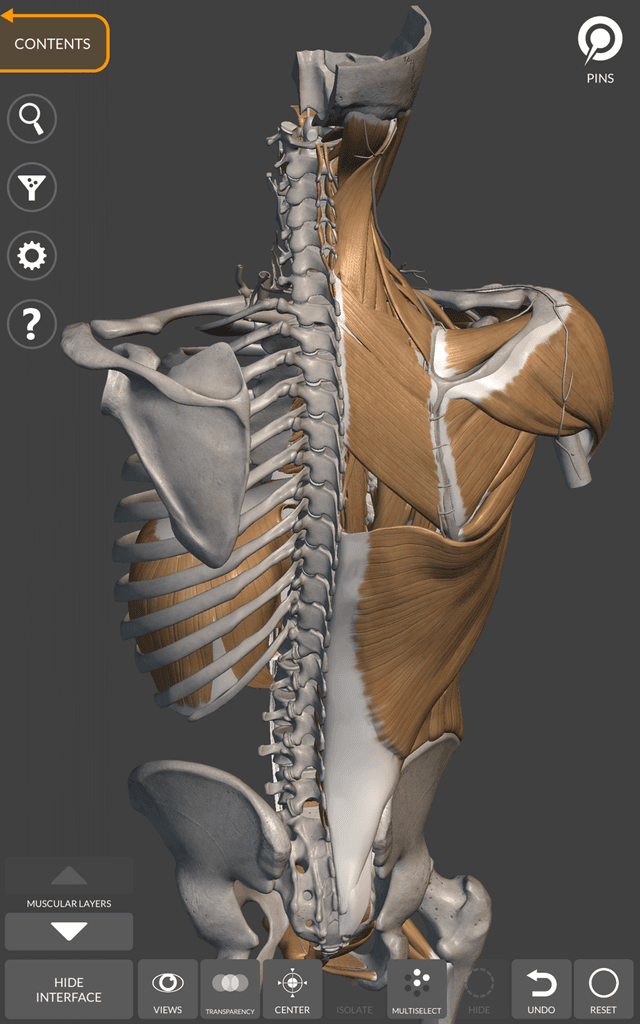 Anatomy for the Artist